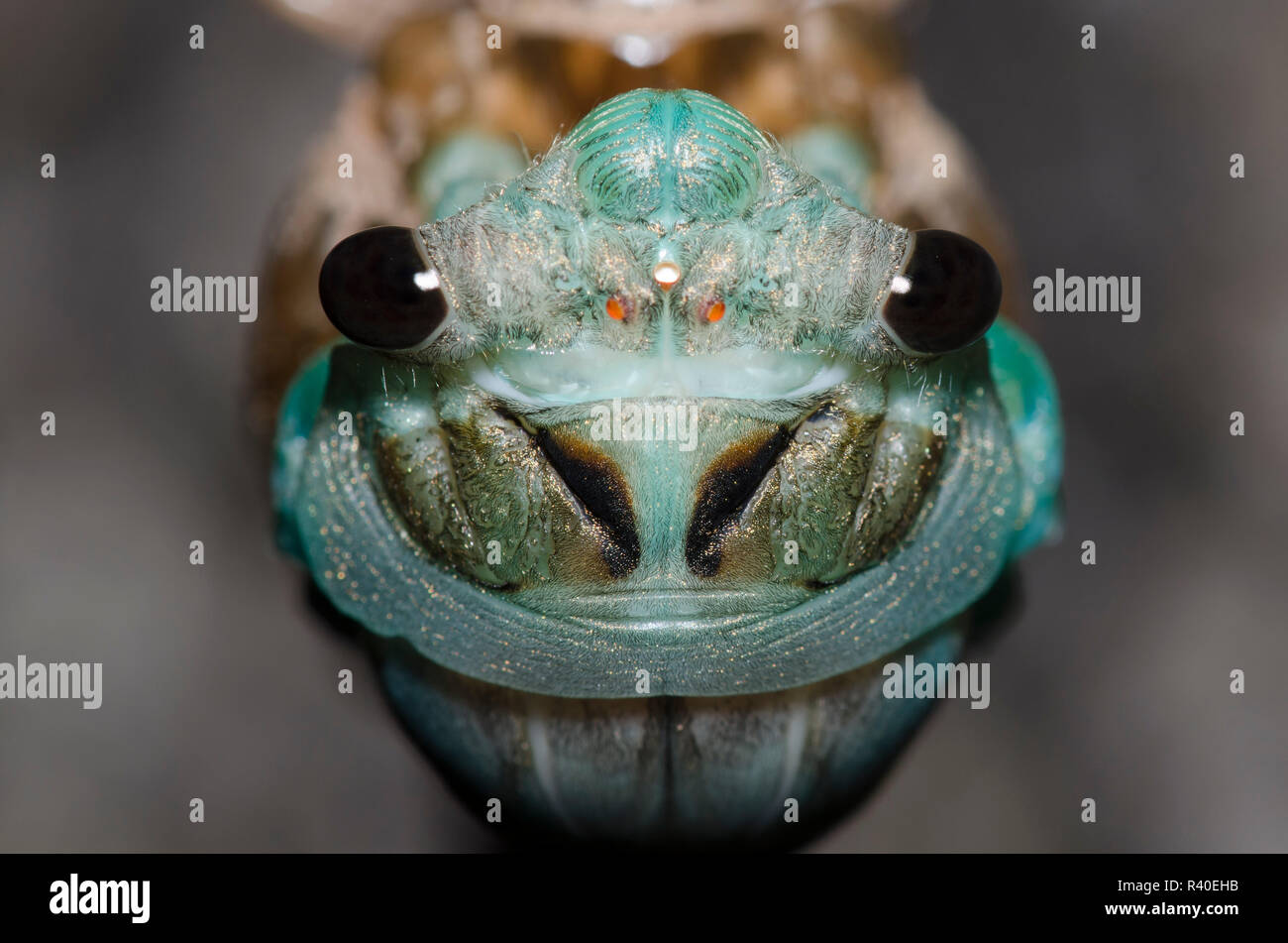 Lyric cicada hi-res stock photography and images - Alamy