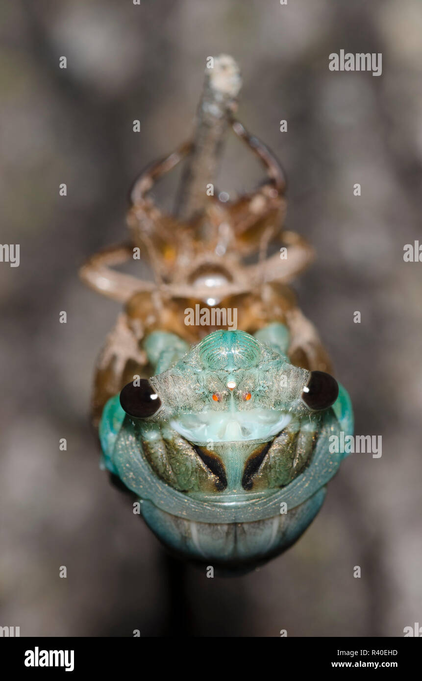 Lyric Cicada, Neotibicen lyricen, molting Stock Photo - Alamy