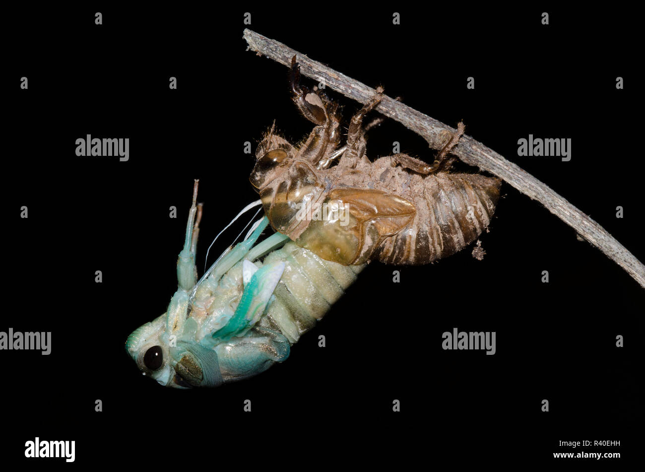 Lyric Cicada, Neotibicen lyricen, molting Stock Photo - Alamy