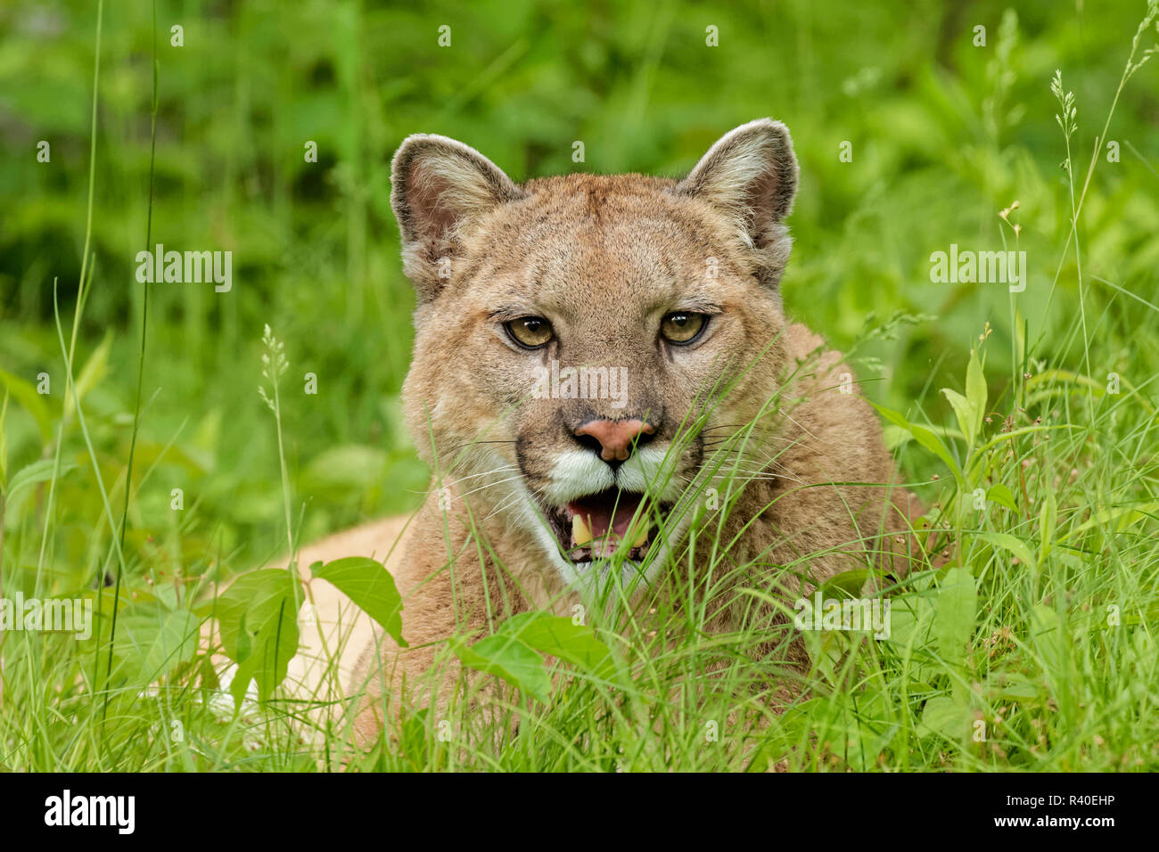 Mountain lion close-up, resting in grass, Puma concolor, Minnesota ...