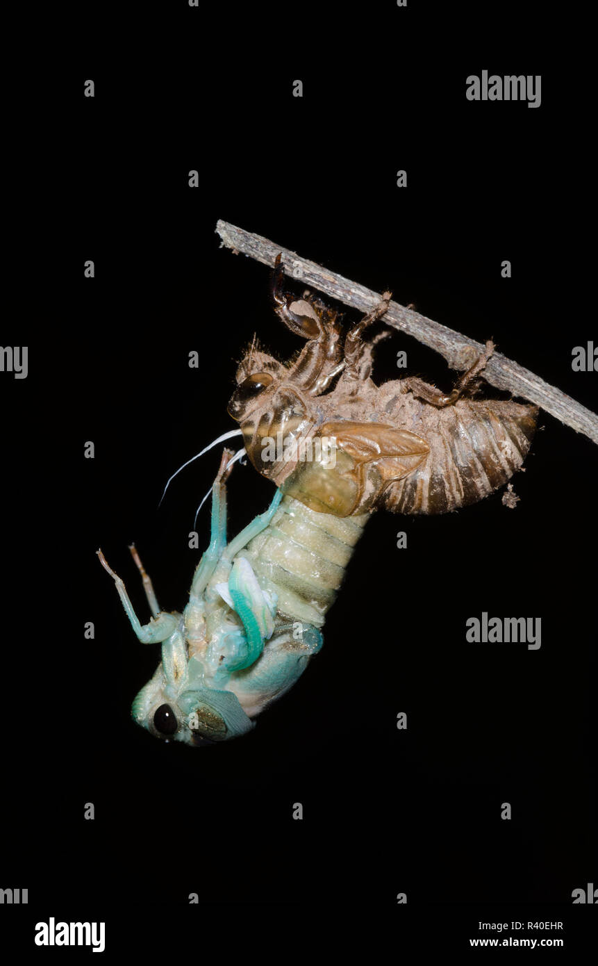 Family cicadidae hi-res stock photography and images - Alamy