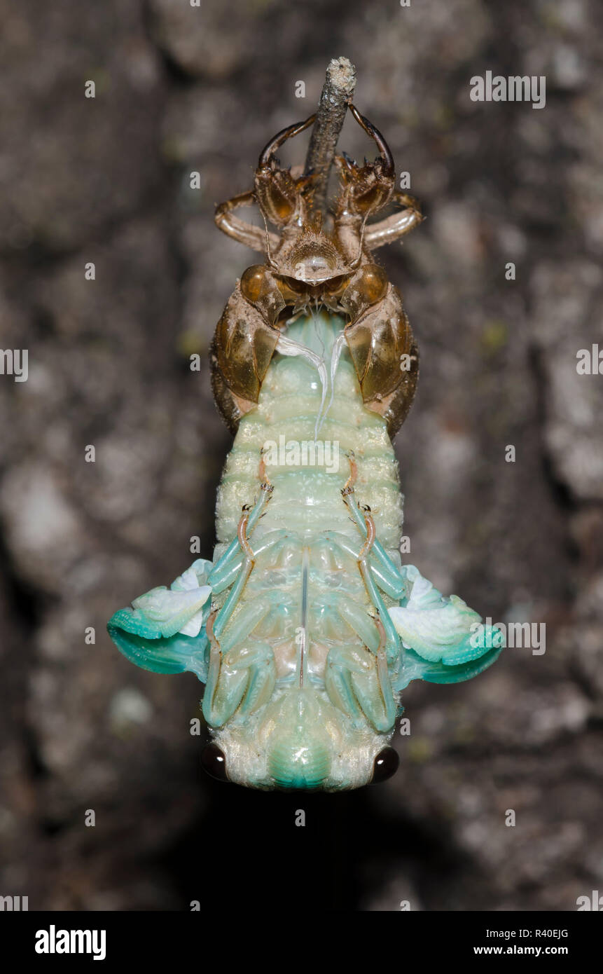 Lyric Cicada, Neotibicen lyricen, molting Stock Photo - Alamy