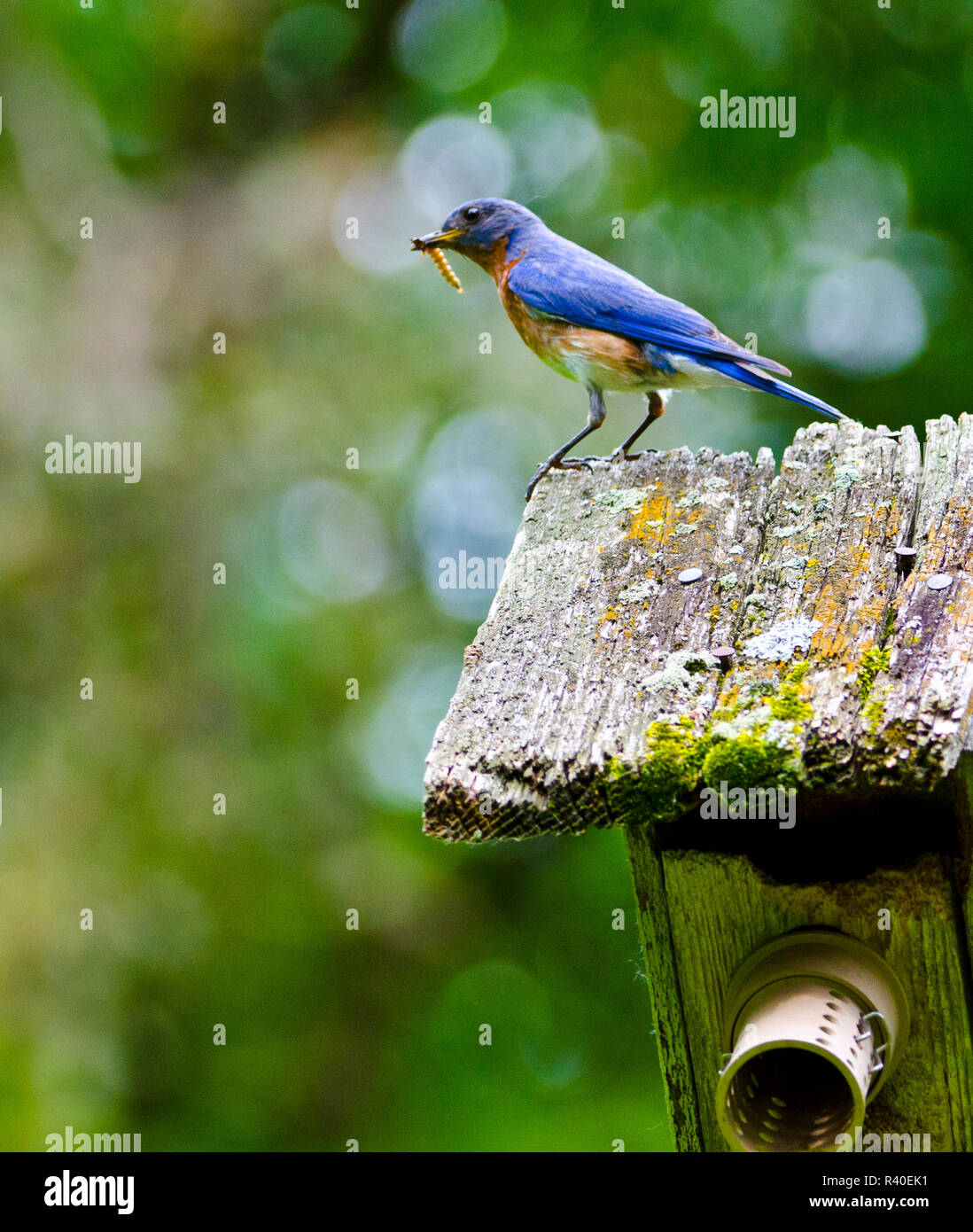 USA, Minnesota, Mendota Heights, Eastern Bluebird Stock Photo - Alamy