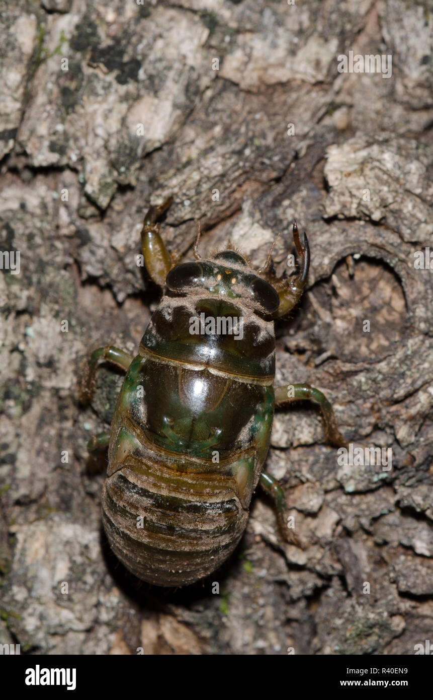 Lyric Cicada, Neotibicen lyricen, pre molt nymph crawling up tree Stock ...