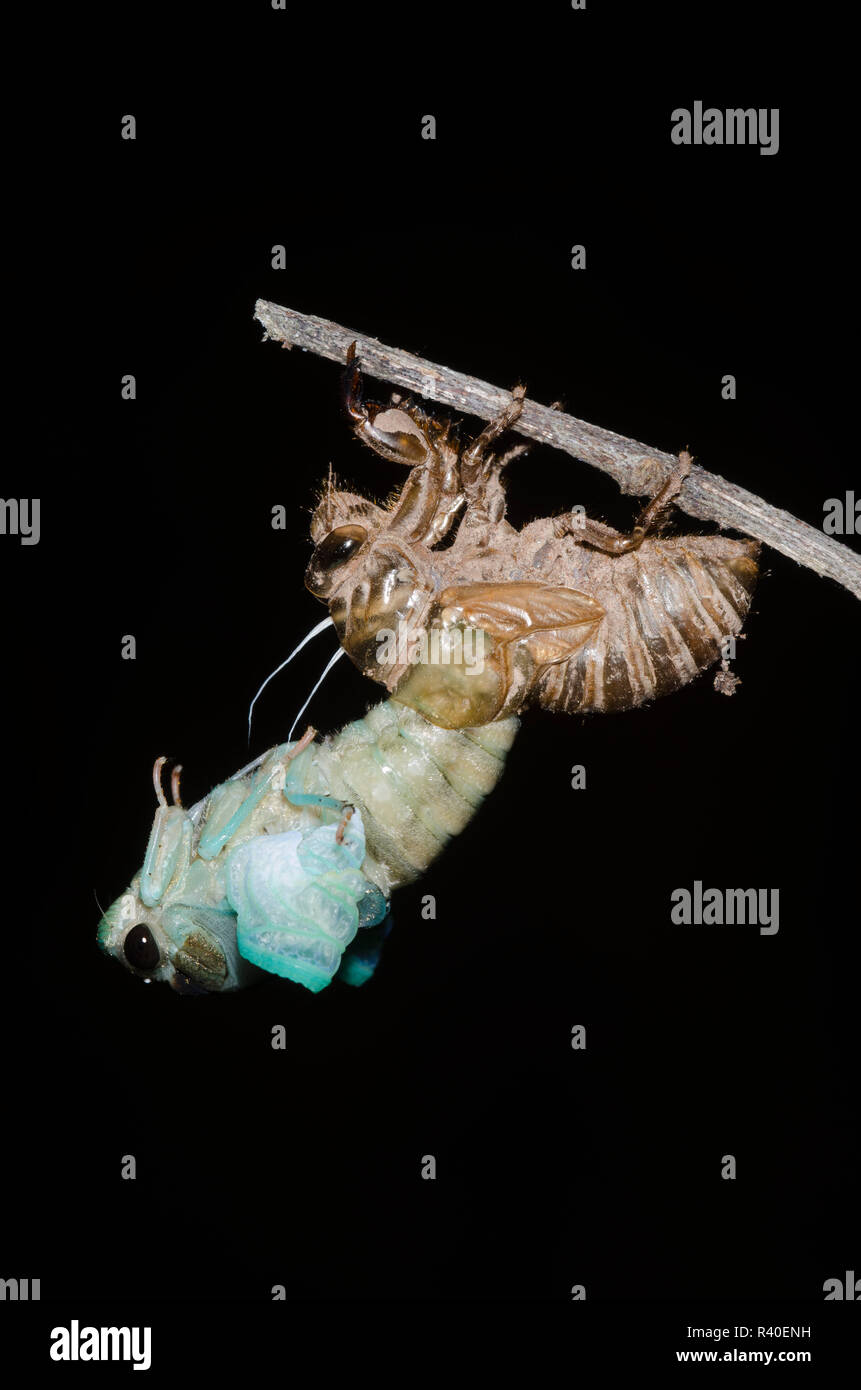 Lyric Cicada, Neotibicen lyricen, molting Stock Photo - Alamy