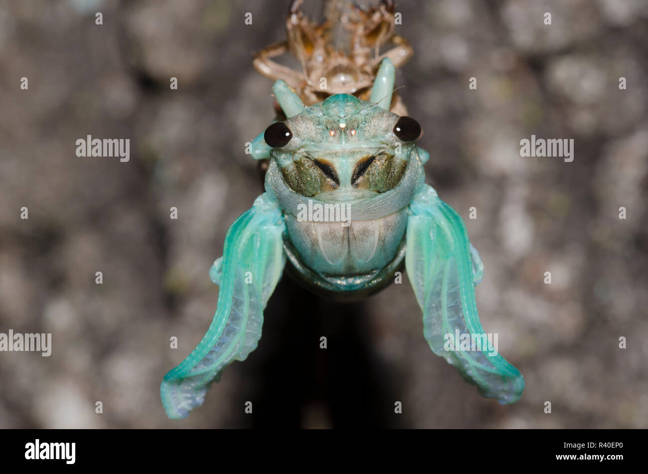 Lyric Cicada, Neotibicen lyricen, molting Stock Photo - Alamy