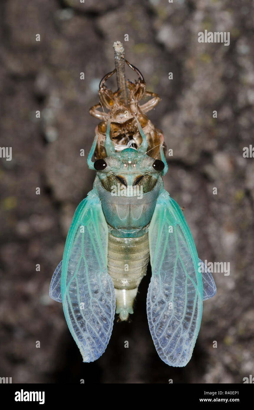 Lyric Cicada, Neotibicen lyricen, molting Stock Photo - Alamy