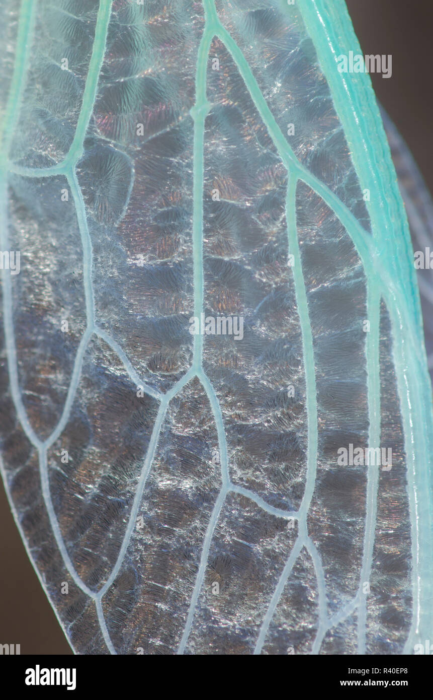 Lyric Cicada, Neotibicen lyricen, wing detail of freshly molted ...