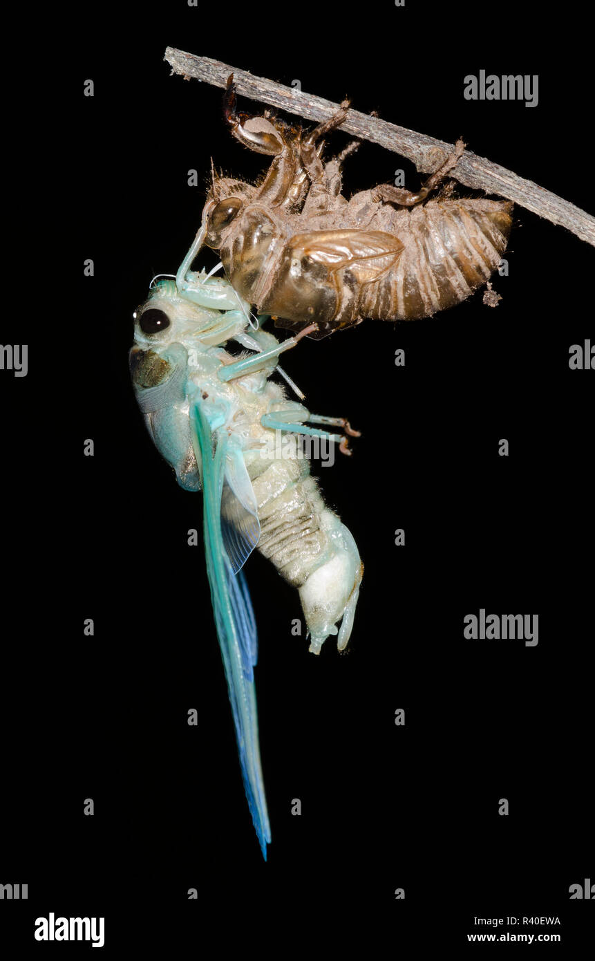 Lyric Cicada, Neotibicen lyricen, molting Stock Photo - Alamy