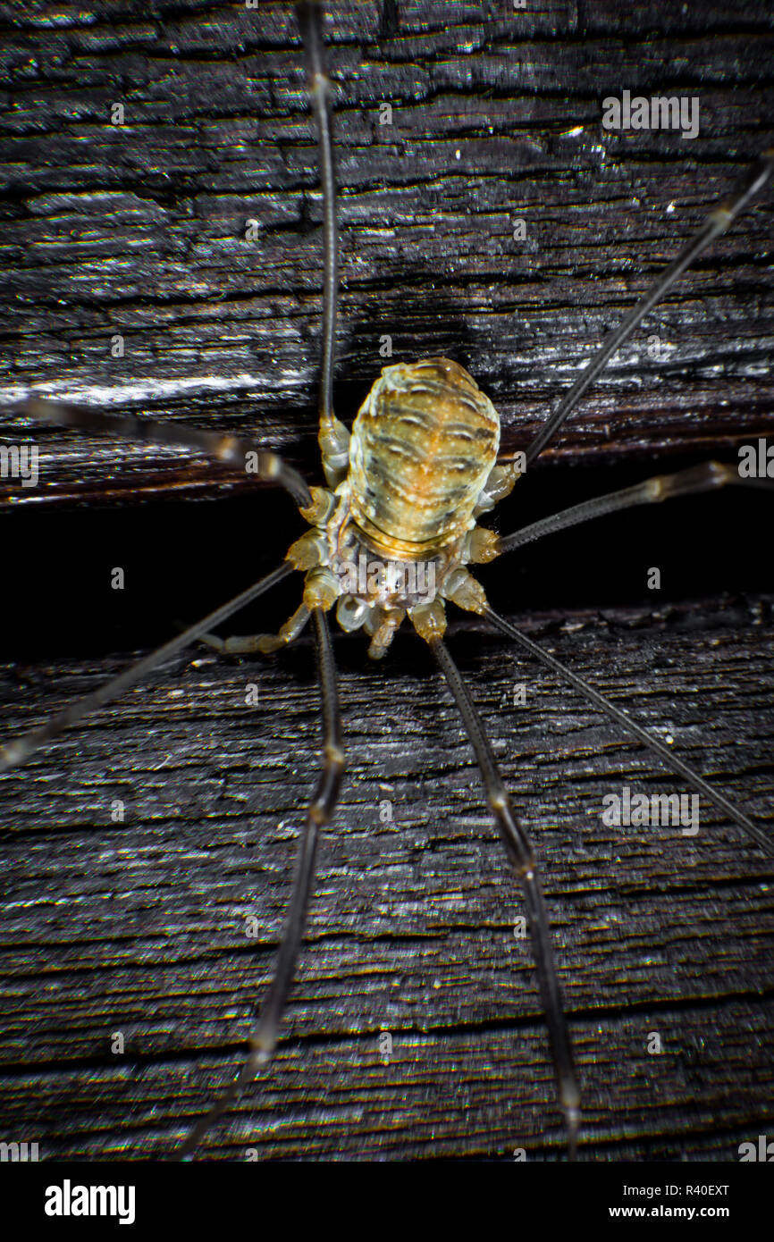 Harvestmen hi-res stock photography and images - Alamy