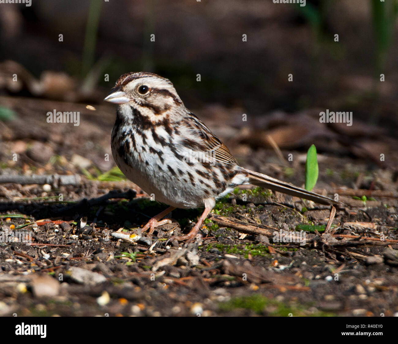 Sparrow minnesota hi-res stock photography and images - Alamy