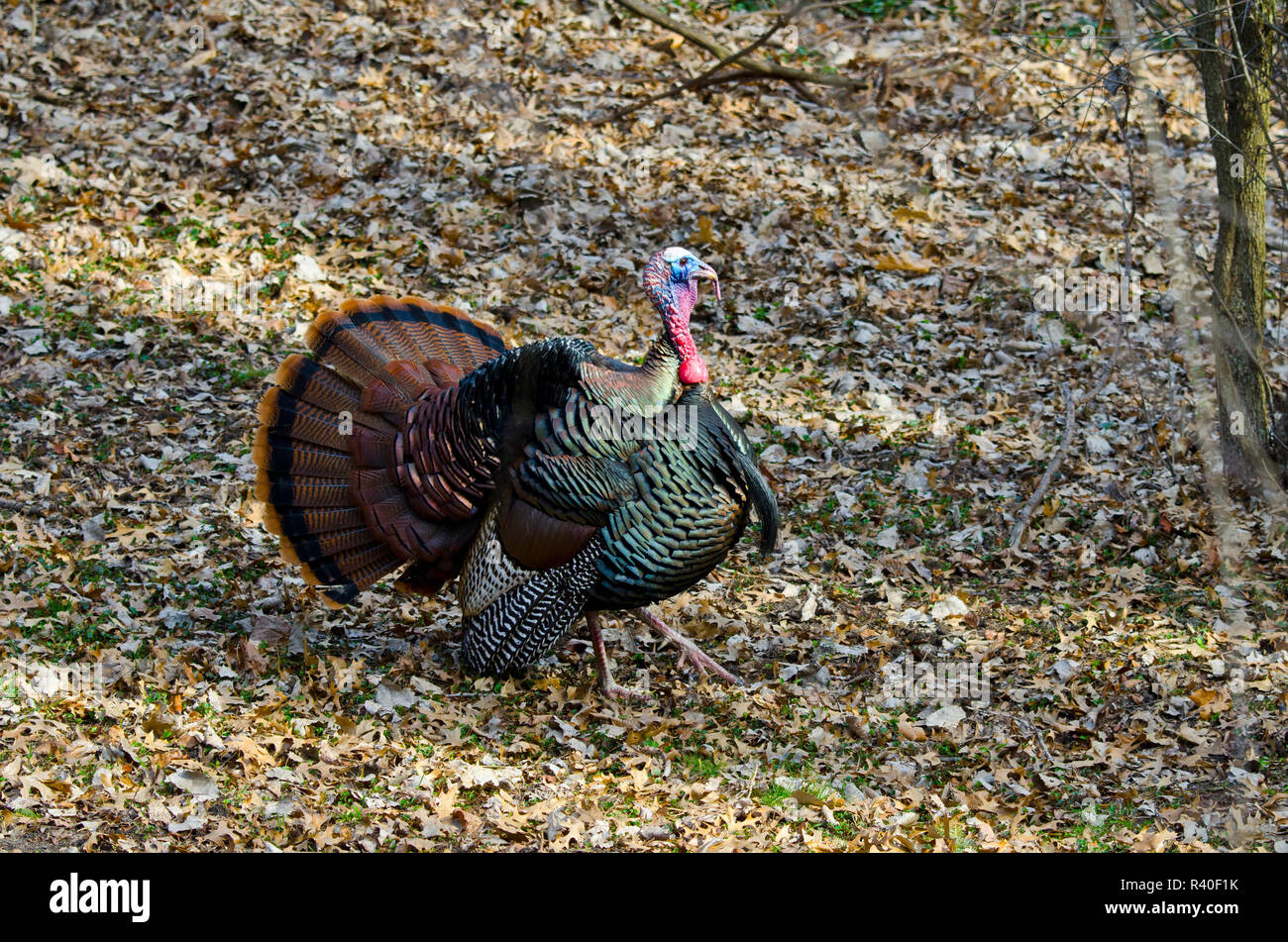 USA, Minnesota, Mendota Heights, Wild Turkey, Displaying Stock Photo ...