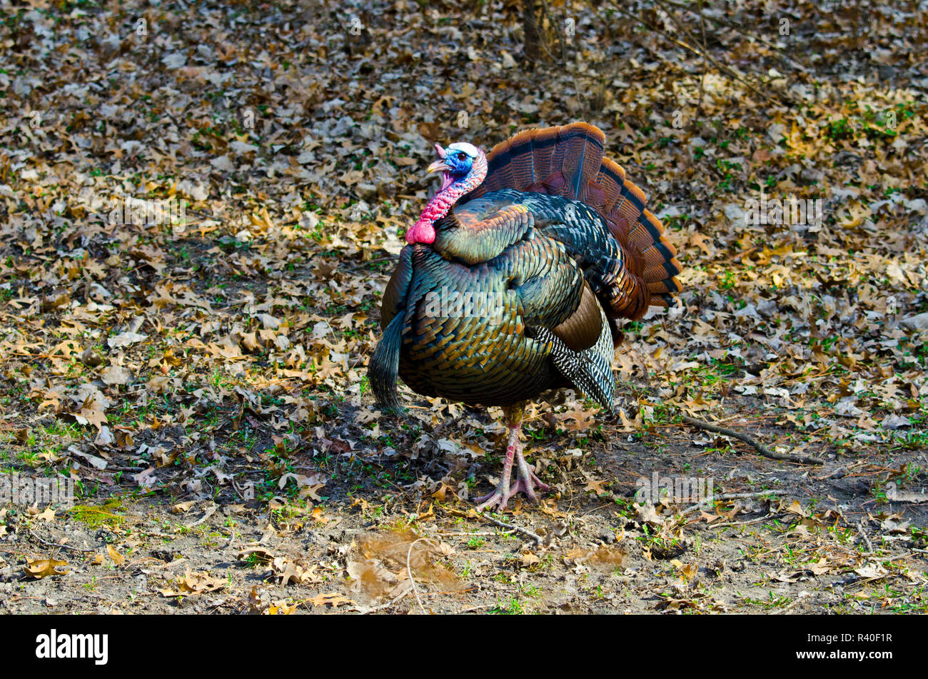 USA, Minnesota, Mendota Heights, Wild Turkey, Displaying Stock Photo ...