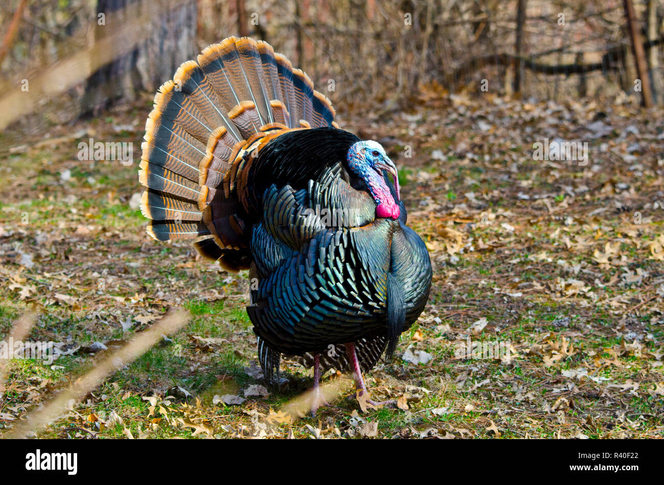 USA, Minnesota, Mendota Heights, Wild Turkey, Displaying Stock Photo ...