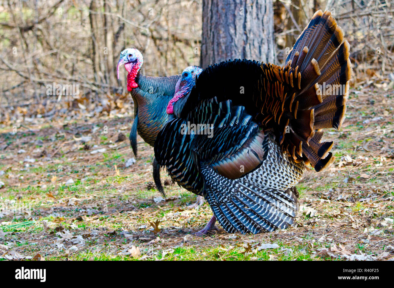 USA, Minnesota, Mendota Heights, Wild Turkey, Displaying Stock Photo ...