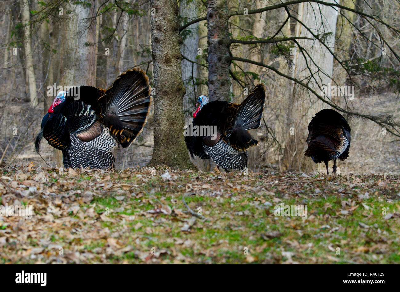 USA, Minnesota, Mendota Heights, Wild Turkey, Displaying Stock Photo ...