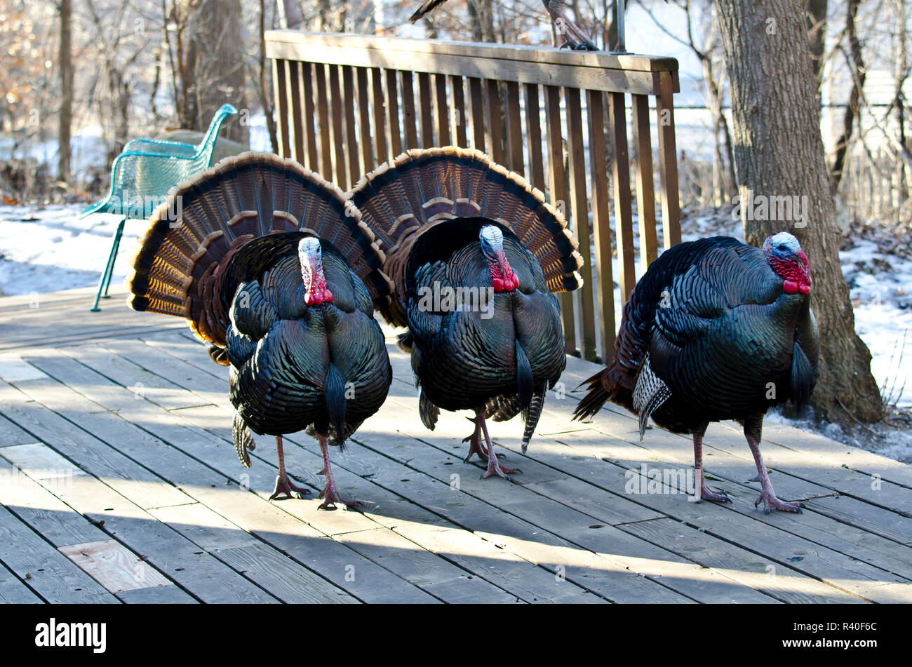 USA, Minnesota, Mendota Heights. Wild urban turkey, displaying Stock ...