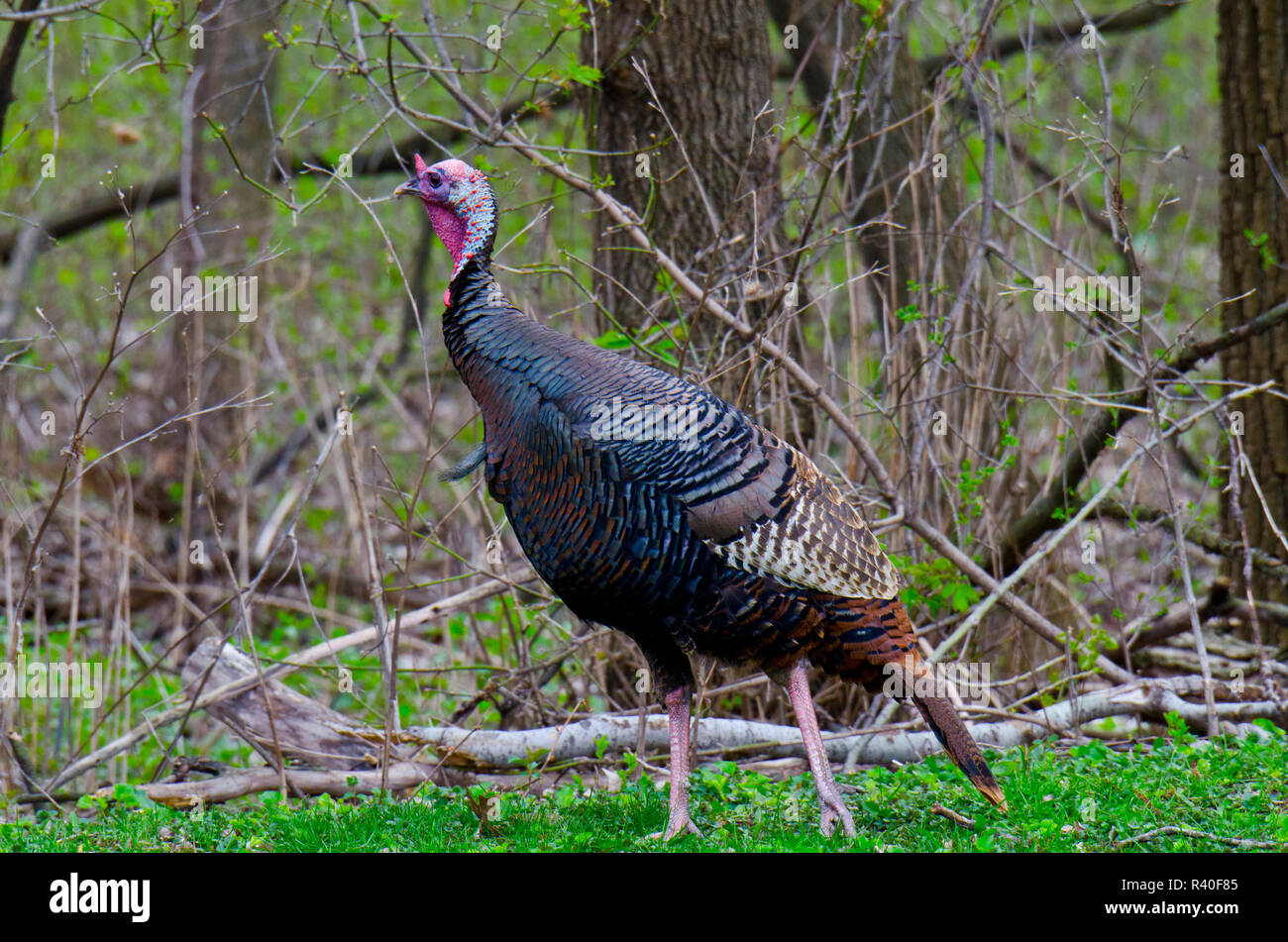 Turkey in the woods hi-res stock photography and images - Alamy
