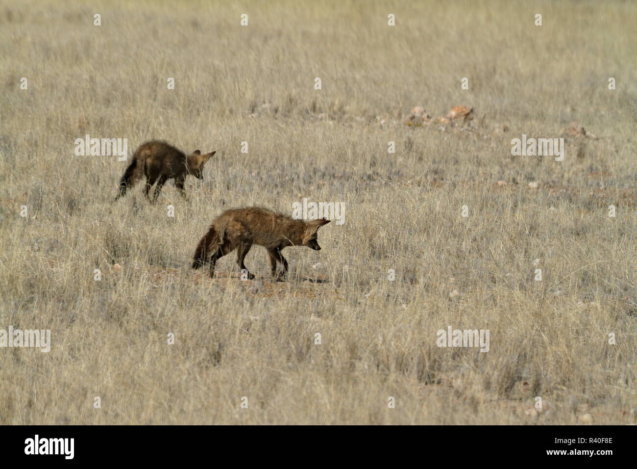 bat-eared fox in the savannah of namibia Stock Photo - Alamy
