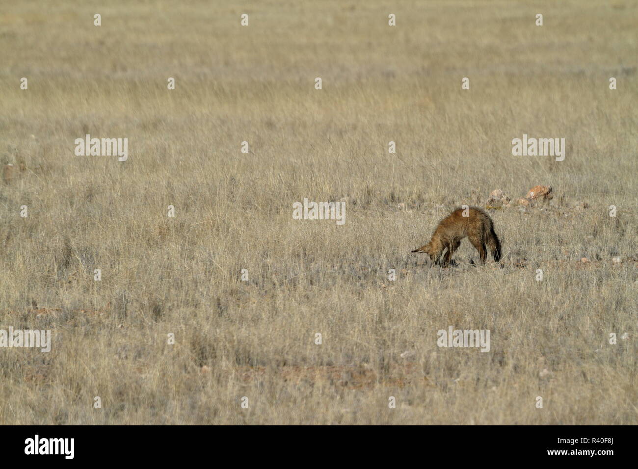 bat-eared fox in the savannah of namibia Stock Photo - Alamy