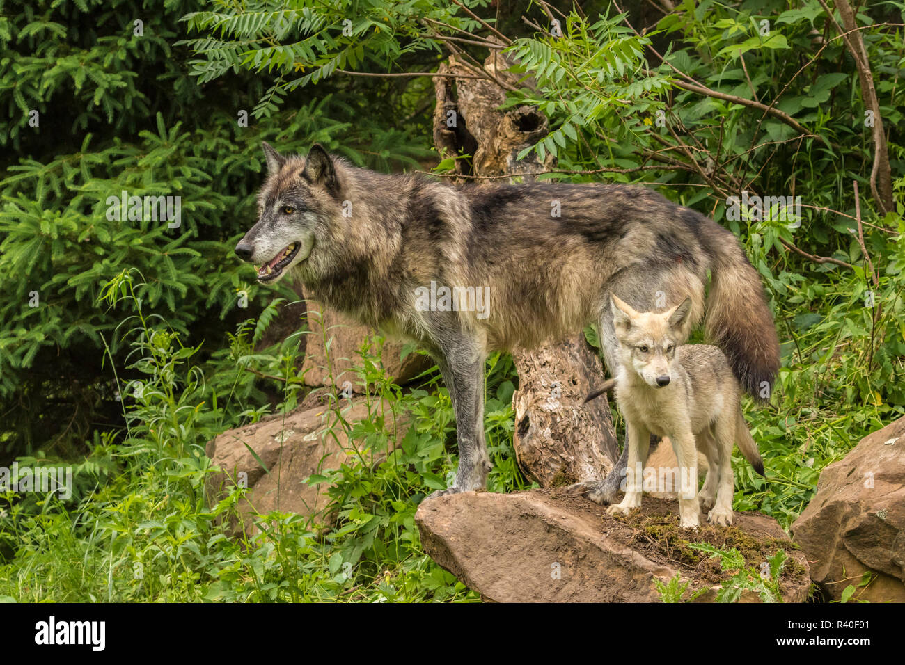 USA, Minnesota, Minnesota Wildlife Connection. Captive gray wolf adult ...