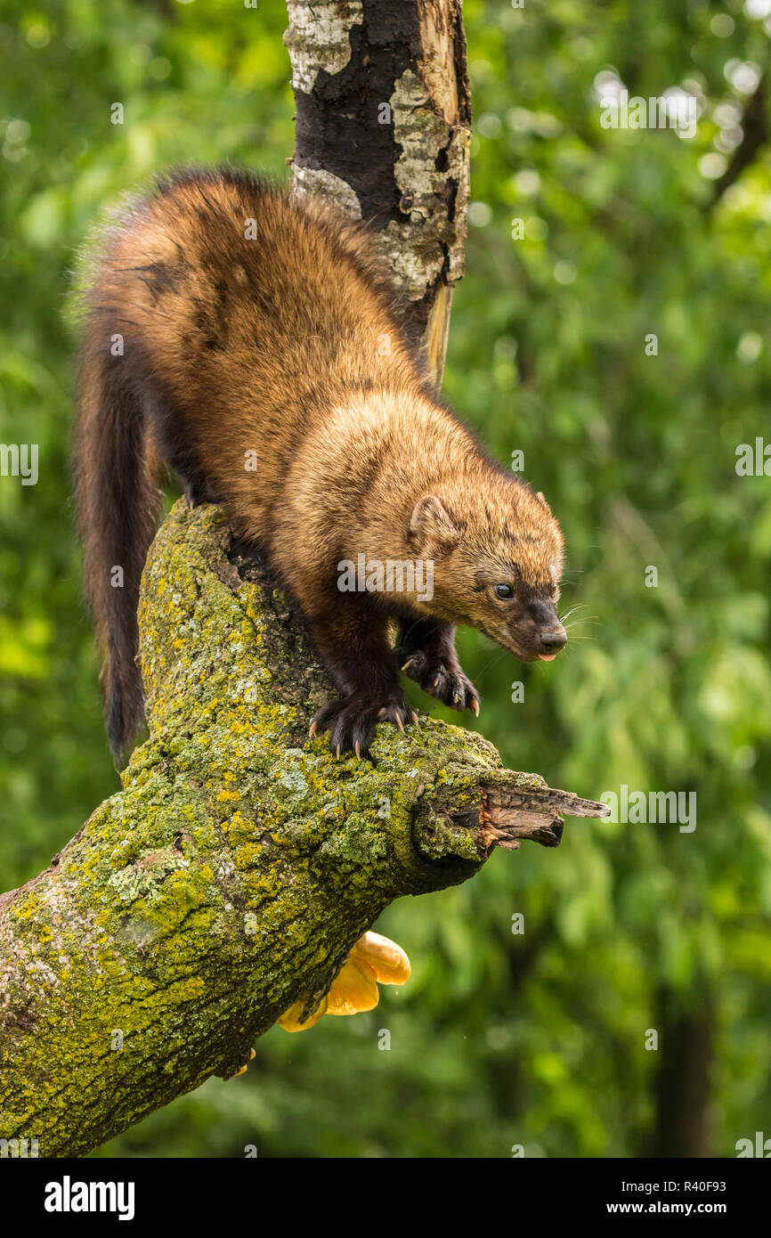 Minnesota wildlife connection hi-res stock photography and images - Alamy