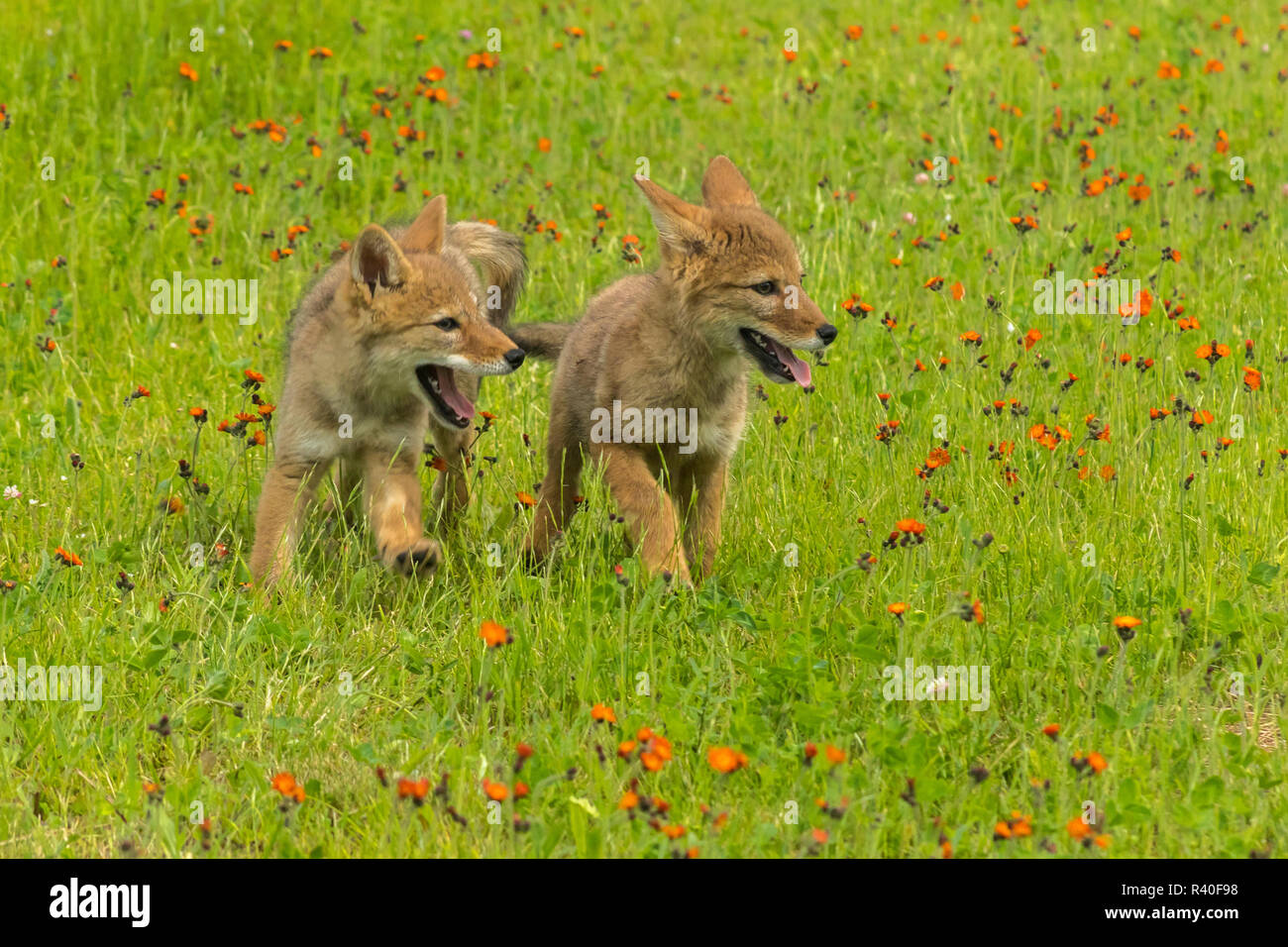 Coyote pups hi-res stock photography and images - Alamy