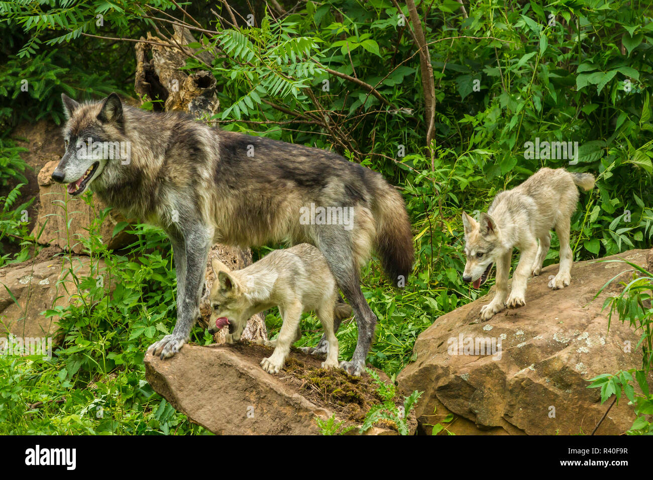 USA, Minnesota, Minnesota Wildlife Connection. Captive gray wolf adults ...