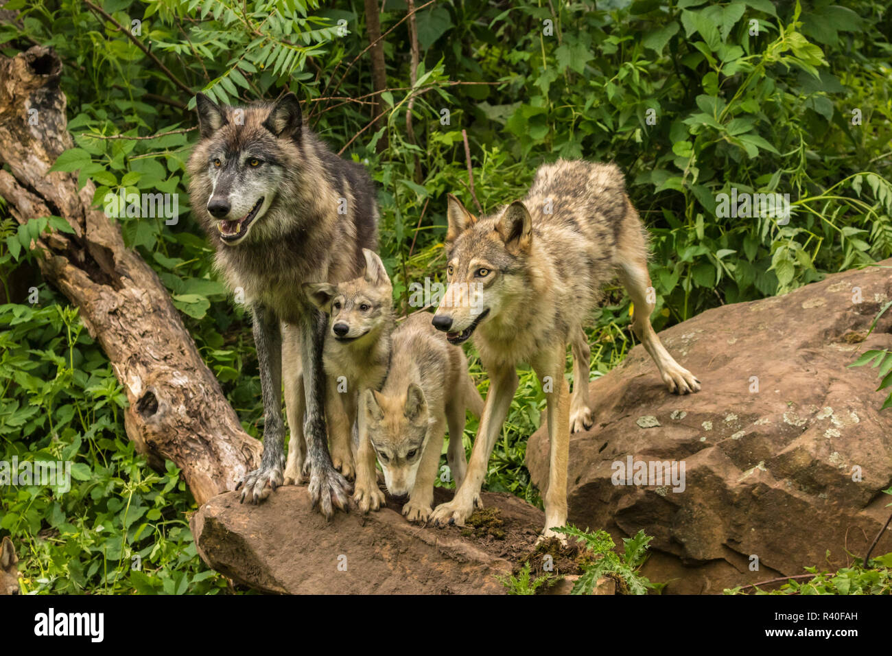 USA, Minnesota, Minnesota Wildlife Connection. Captive gray wolf adults ...