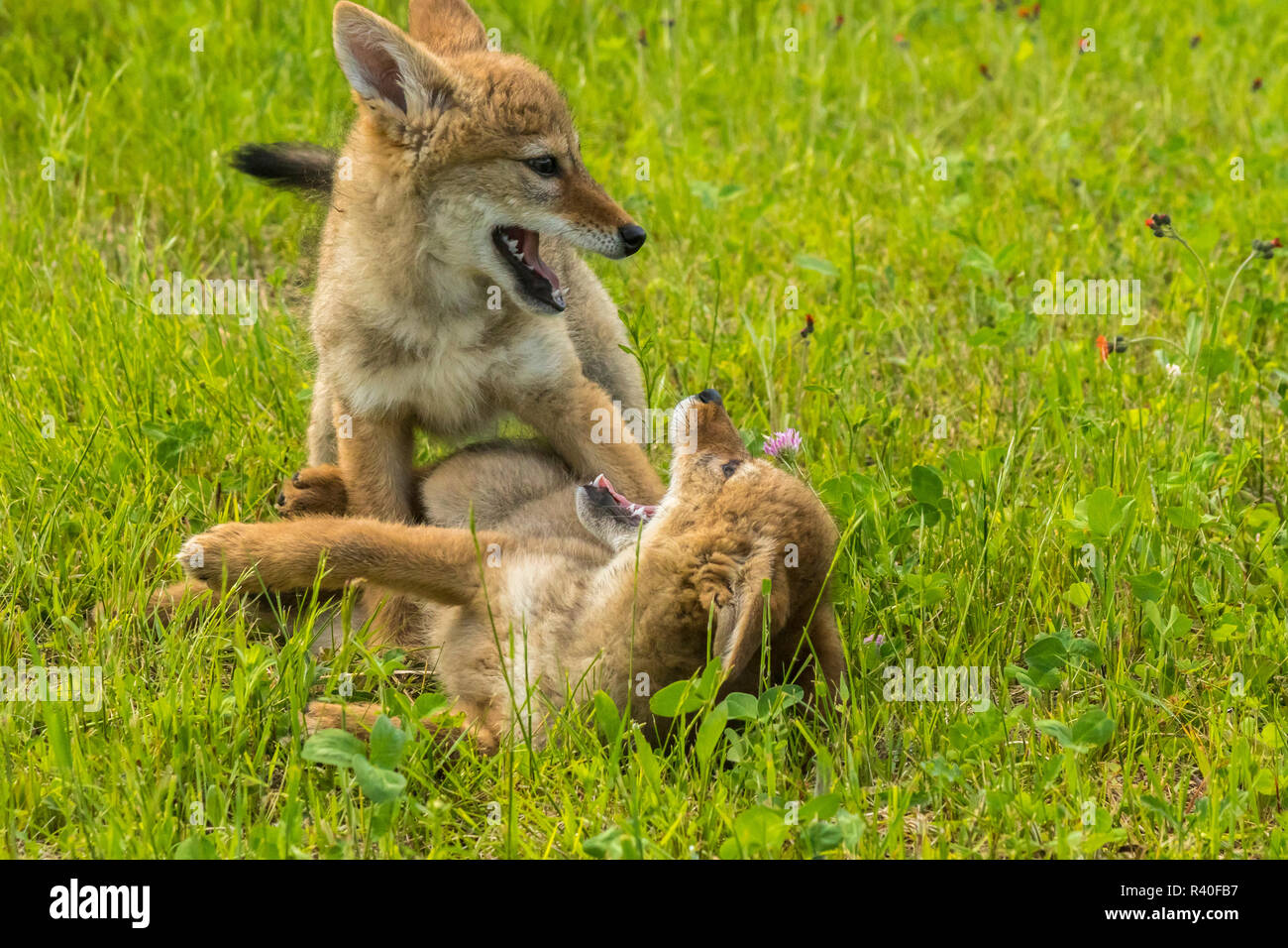 USA, Minnesota, Minnesota Wildlife Connection. Captive coyote pups ...