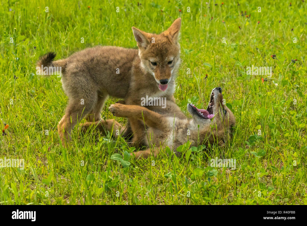 Coyote pups hi-res stock photography and images - Alamy