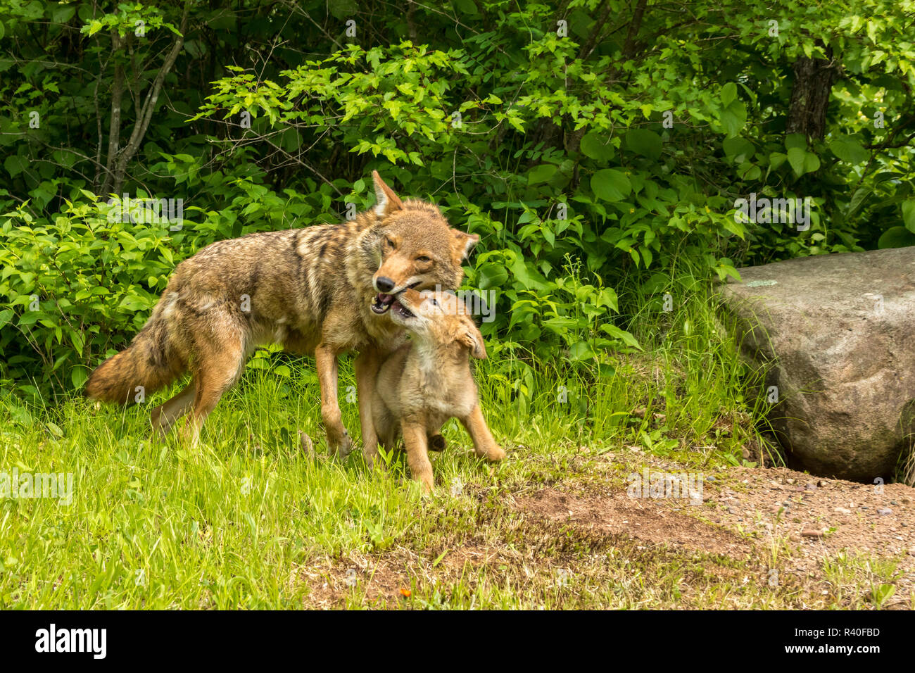 USA, Minnesota, Minnesota Wildlife Connection. Captive coyote adult and ...