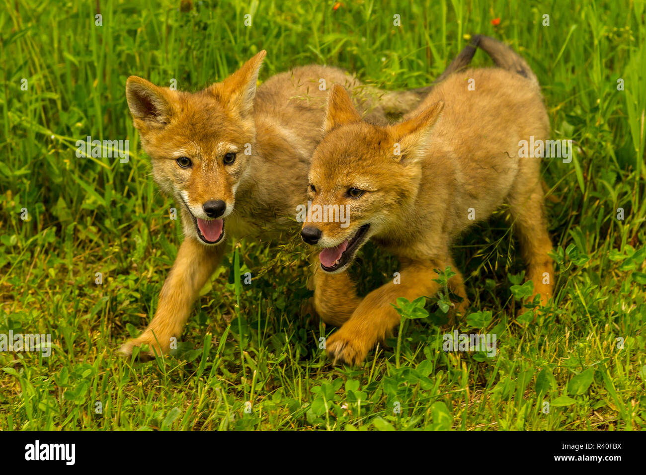 Coyote pups hi-res stock photography and images - Alamy