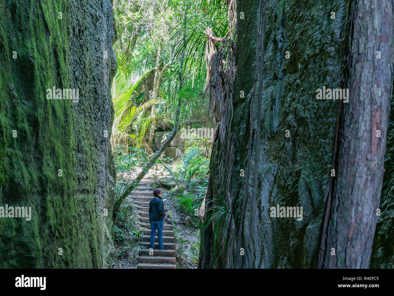 Nz native plants hi-res stock photography and images - Alamy