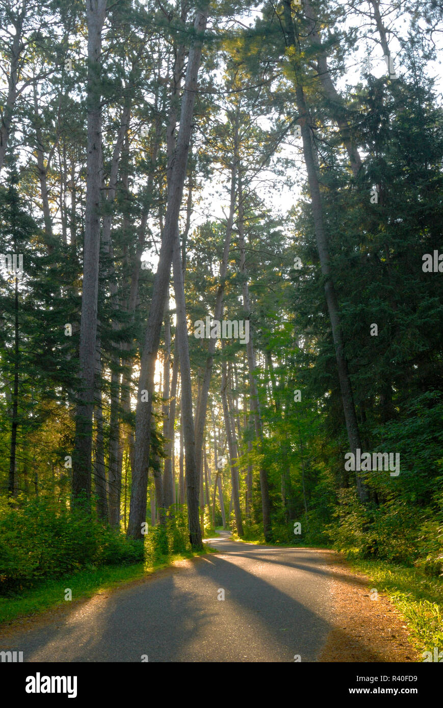 Old growth forest, Itasca State Park, Minnesota, USA Stock Photo - Alamy