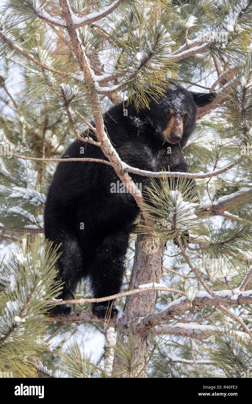 Black bear pine tree hi-res stock photography and images - Alamy