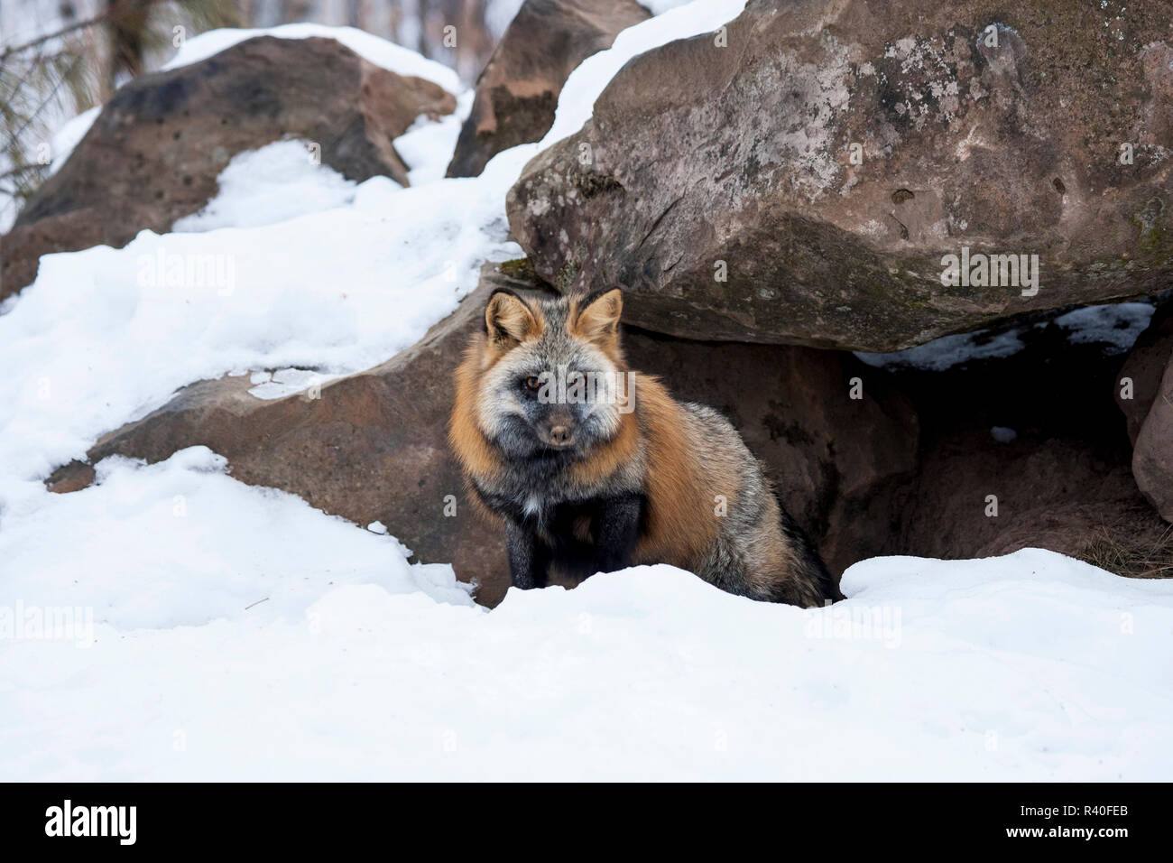 Cross fox hi-res stock photography and images - Alamy