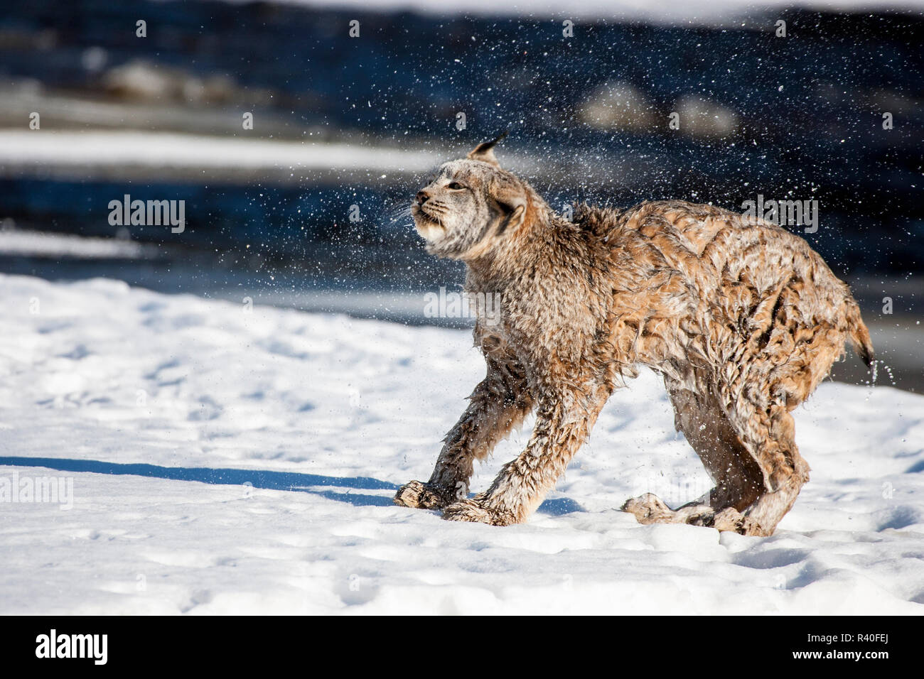 Usa, Minnesota, Sandstone, Lynx shaking off the water Stock Photo - Alamy