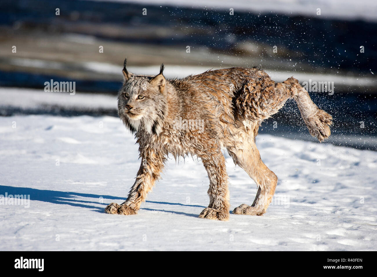 Shaking off snow hi-res stock photography and images - Alamy