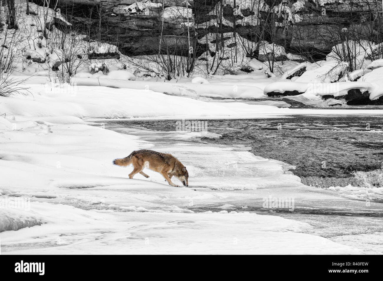 USA, Minnesota, Sandstone, Wolf Getting a Drink in the River Stock ...