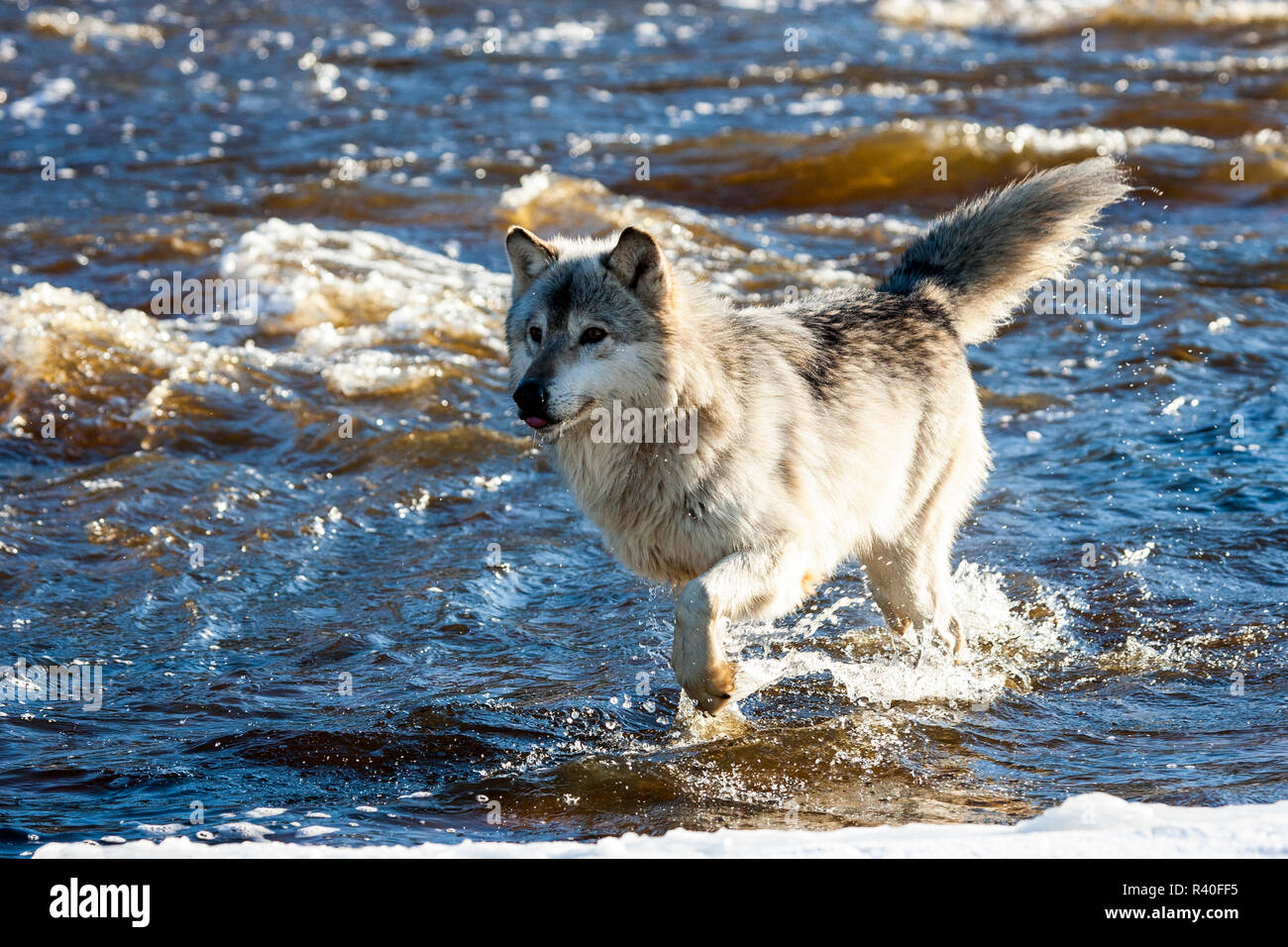 Wolf focused hi-res stock photography and images - Alamy