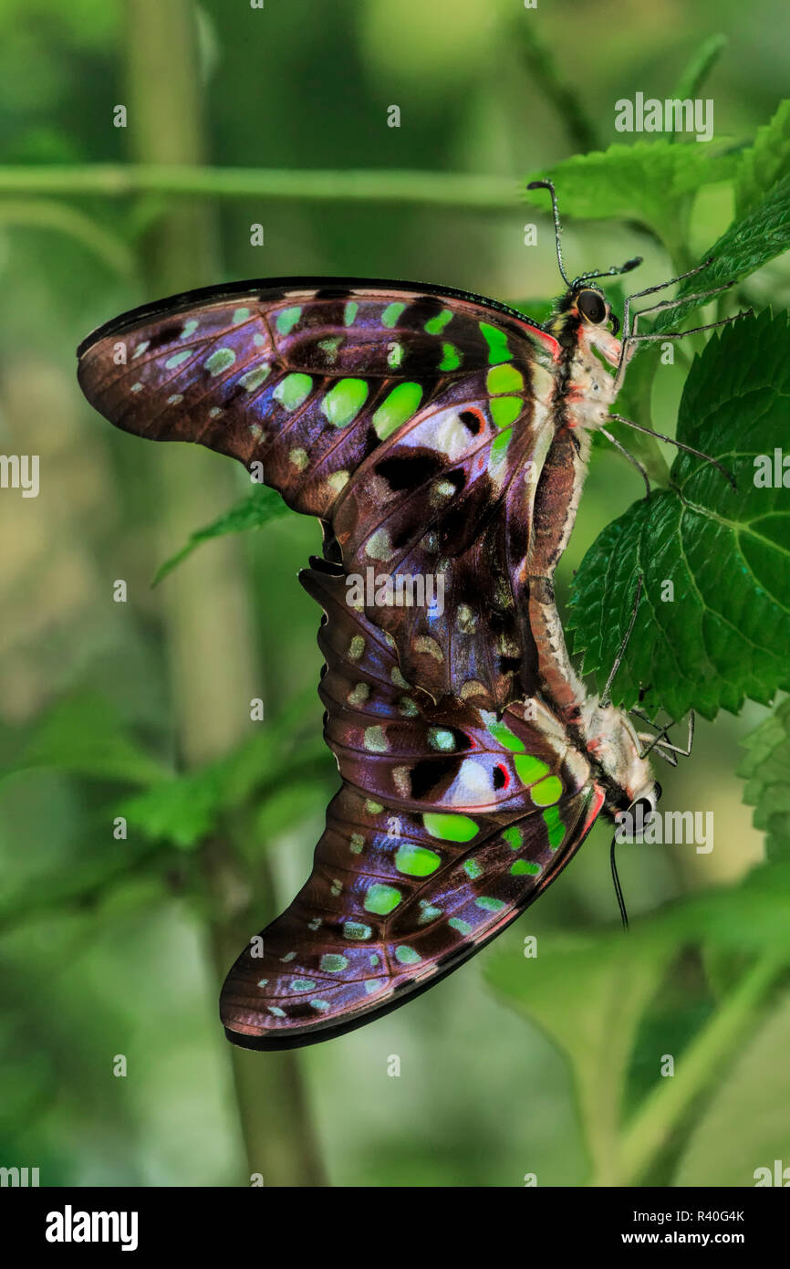 Tailed Jay butterfly mating, Graphium agamemnon, Missouri Botanical ...