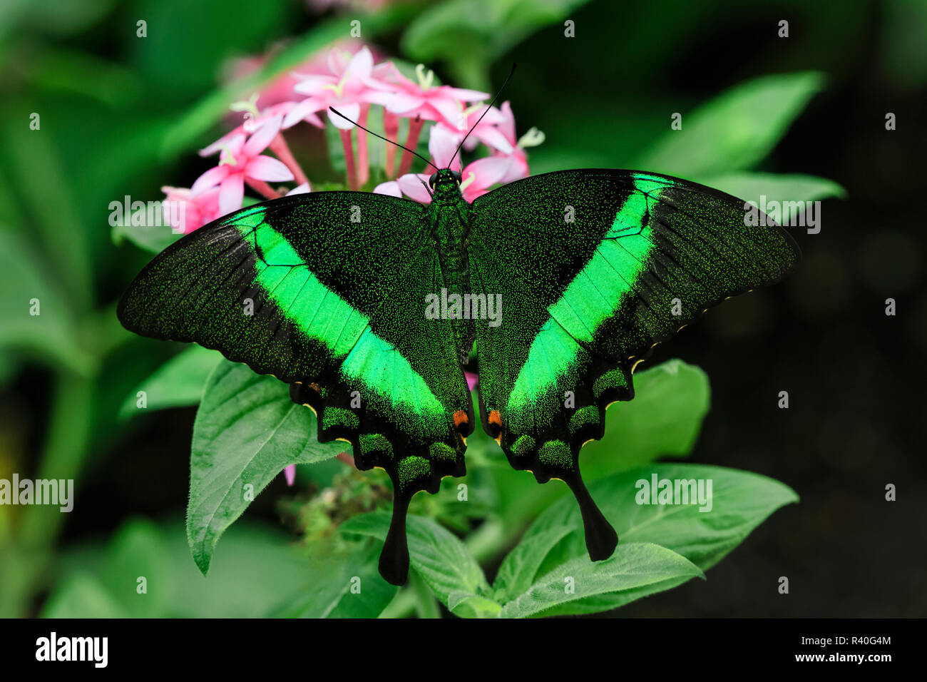 Green Banded Peacock butterfly, Papilio Palinuris, Missouri Botanical ...