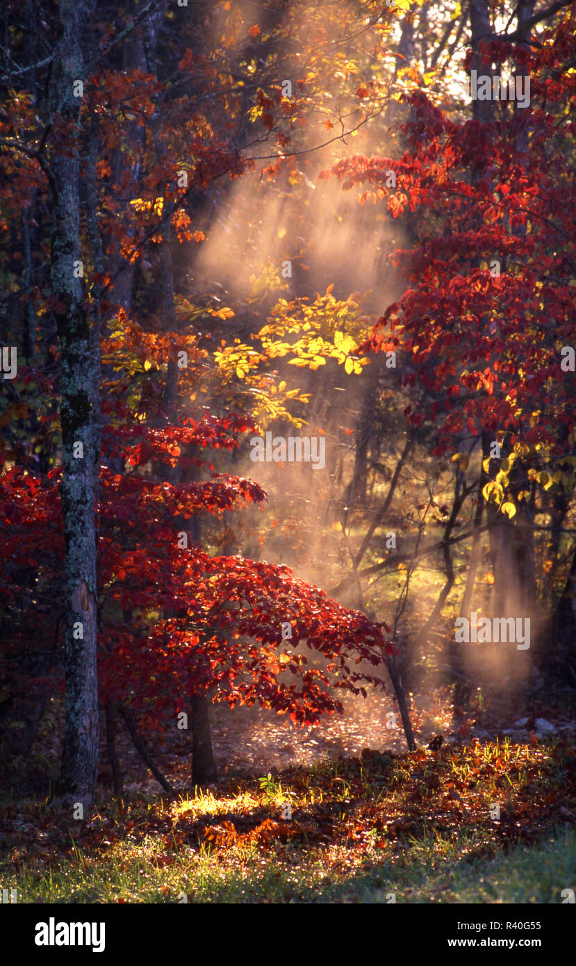 Vibrant autumn color and shafts of misty morning light Stock Photo - Alamy
