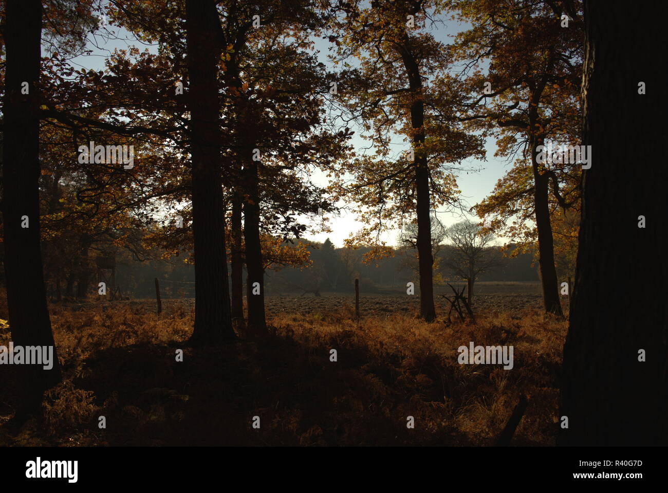 Golden light of the setting sun in the autumn forest, in the background ...