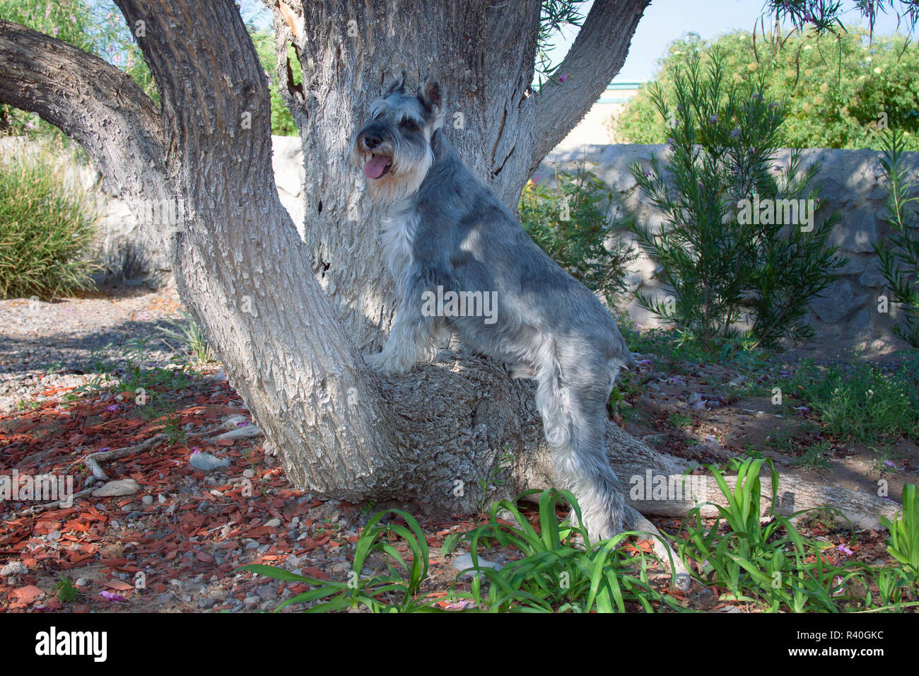 Schnauzer under tree (MR Stock Photo - Alamy