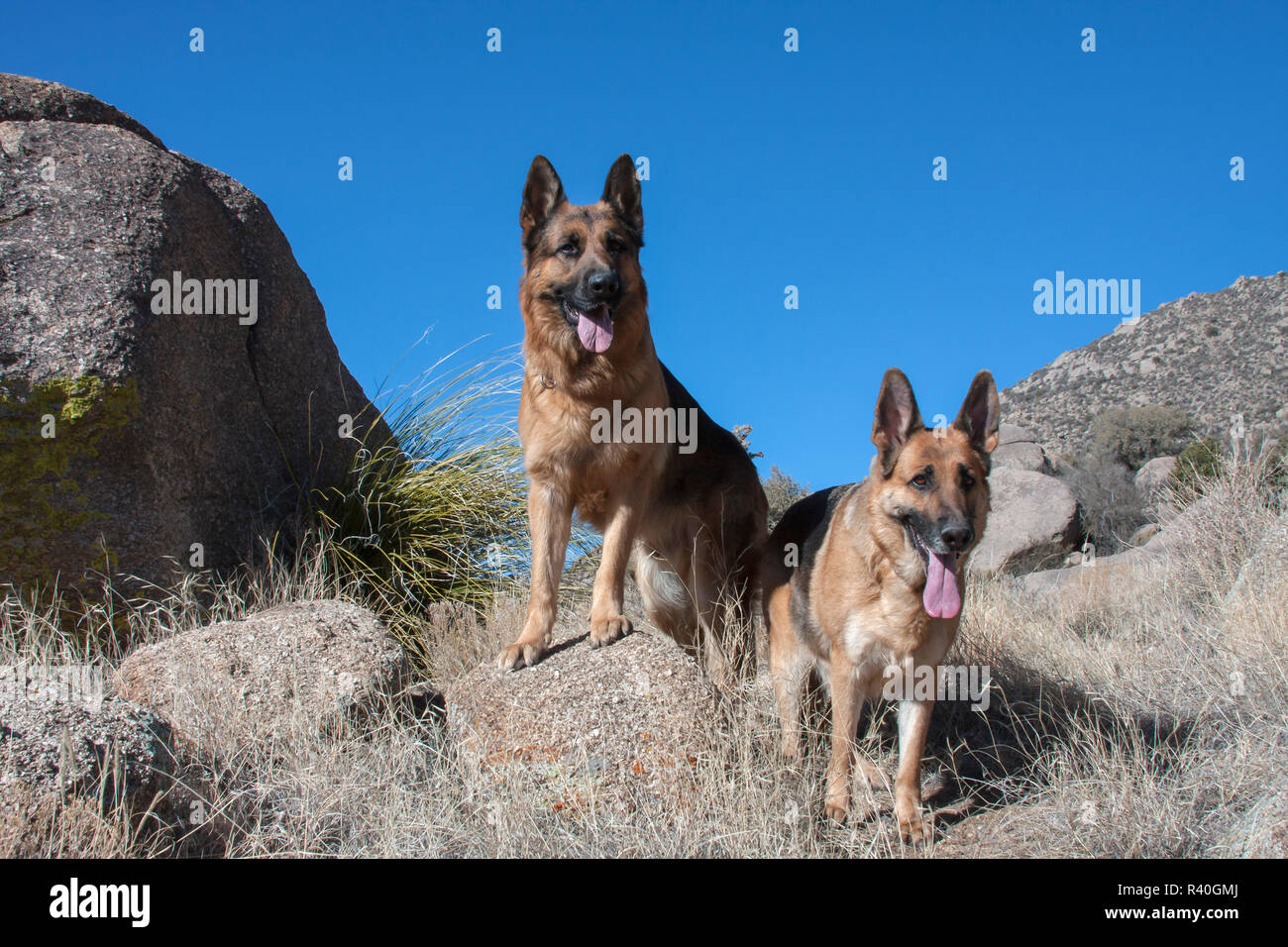 Two german shepherds hi-res stock photography and images - Alamy