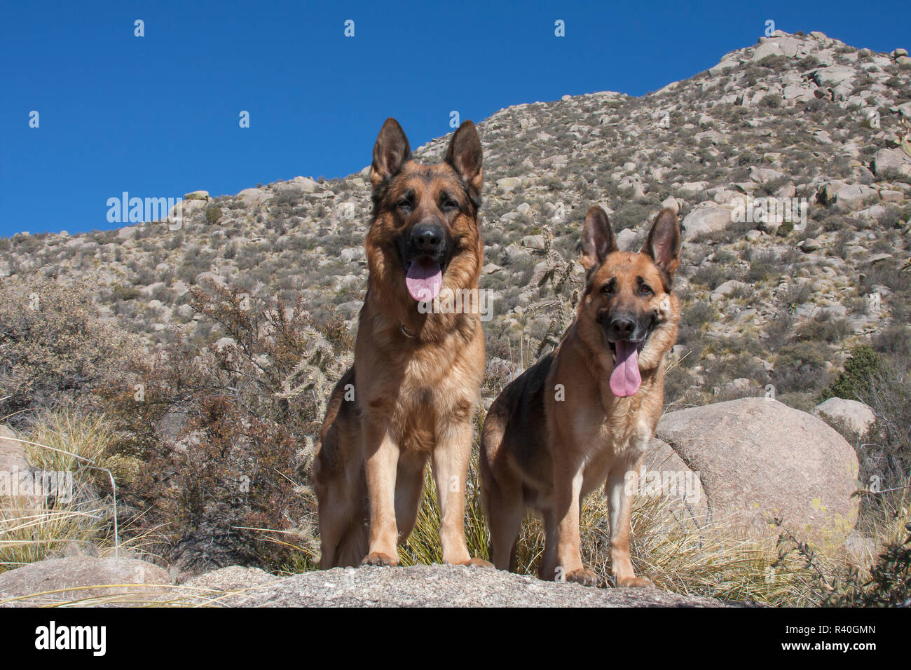 Two German Shepherds in the foothills (MR Stock Photo - Alamy