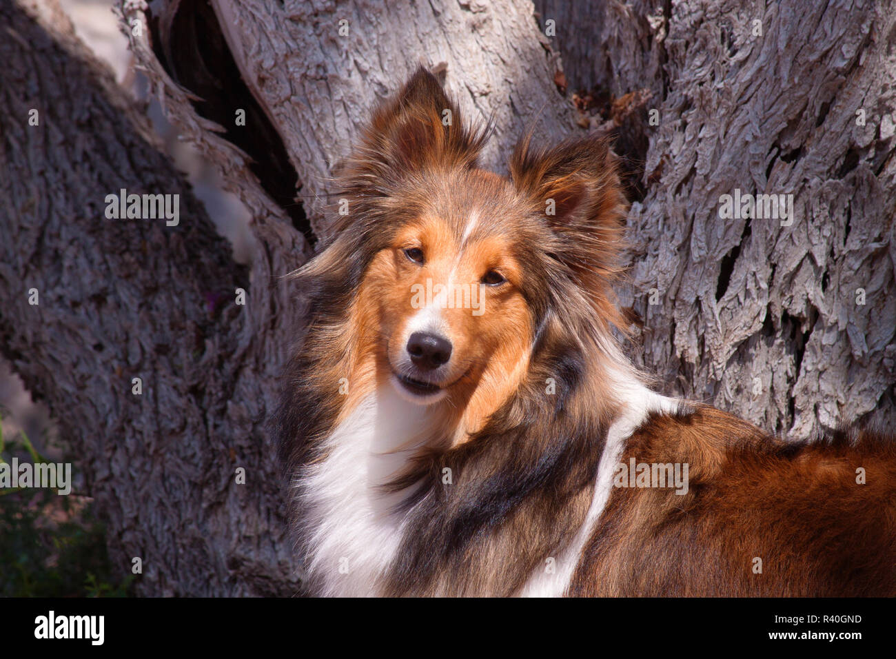 Sheepdog summer standing hi-res stock photography and images - Alamy