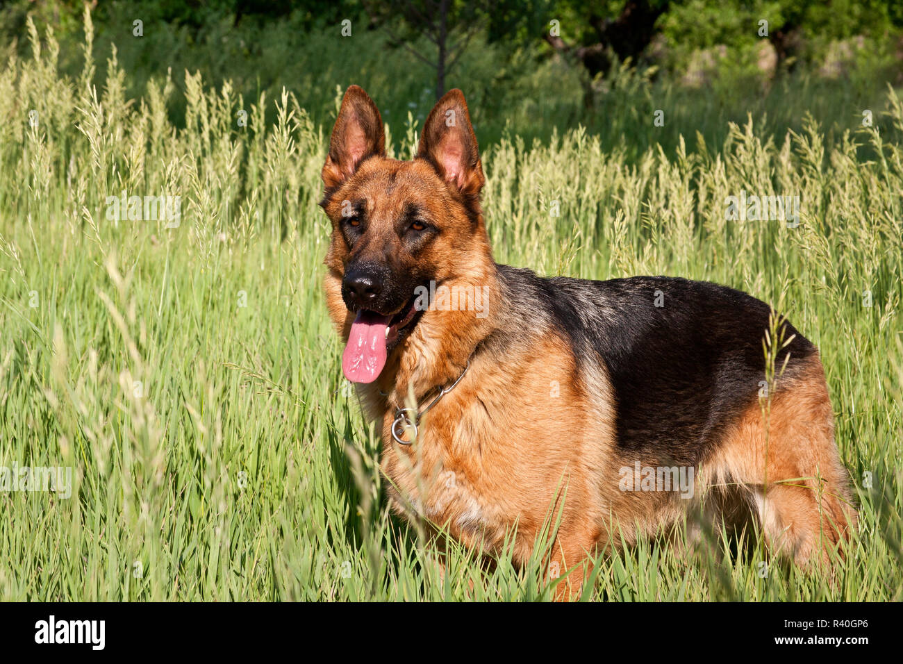 German Shepherd (PR Stock Photo - Alamy